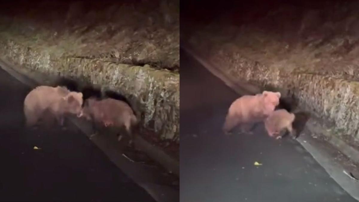 OSO ATACA A JABALÍ | Imágenes de un oso devorando a un jabalí en el ...