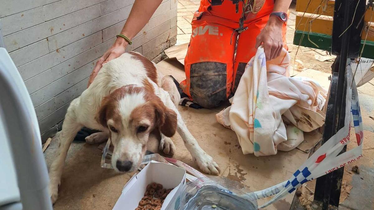 DANA Valencia| Dana, la perra "acogida" por los Bomberos de Sedaví