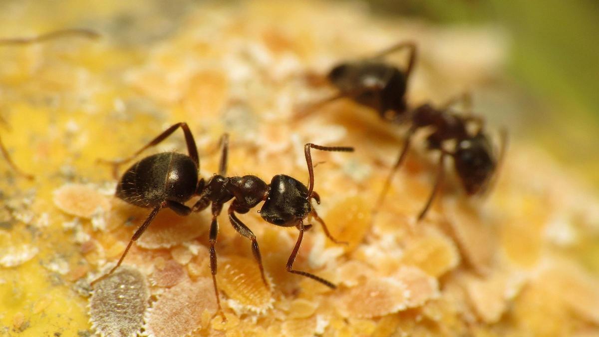 INSECTOS | Descubrimiento sorprendente: las hormigas recuerdan las ...