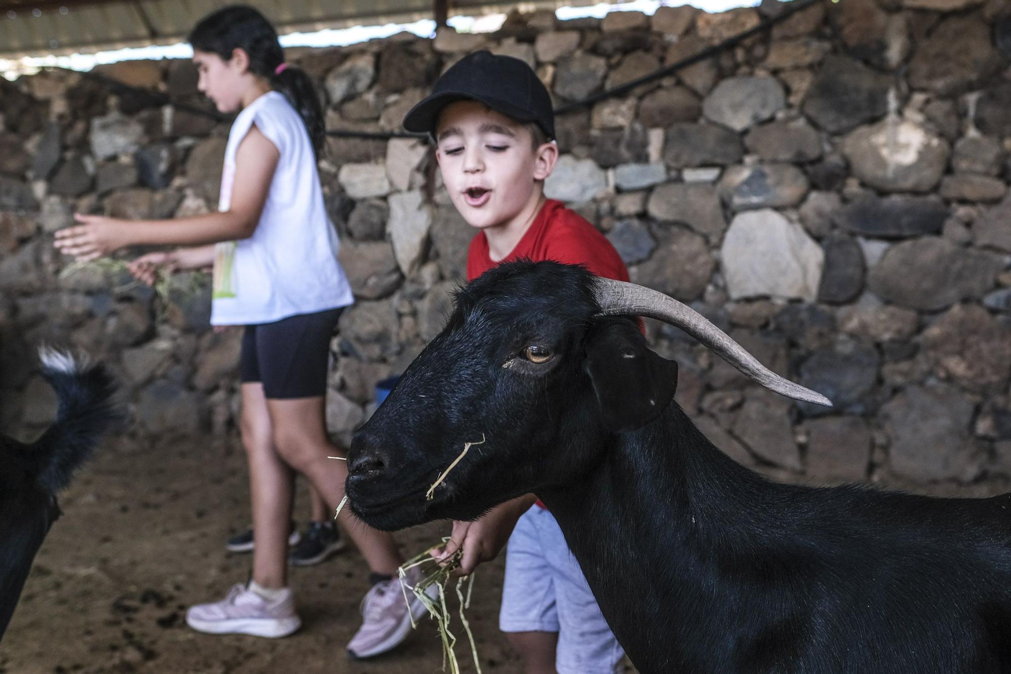 FOTOS: La finca familiar La Jaira de Ana se reconvierte en una granja escuela en Agüimes
