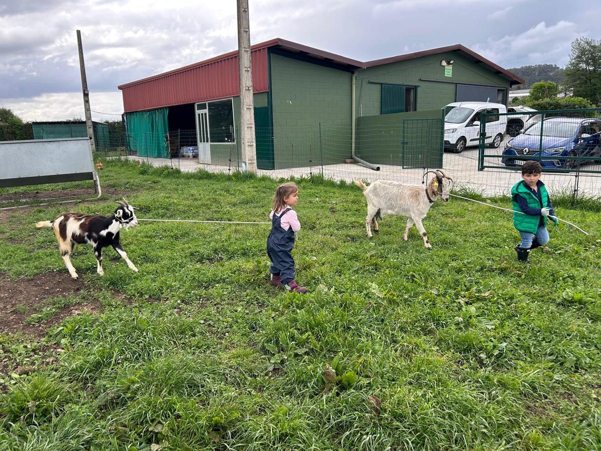 En imágenes: ensayo de "pequemanejadores" con cabras en Llanera para ...