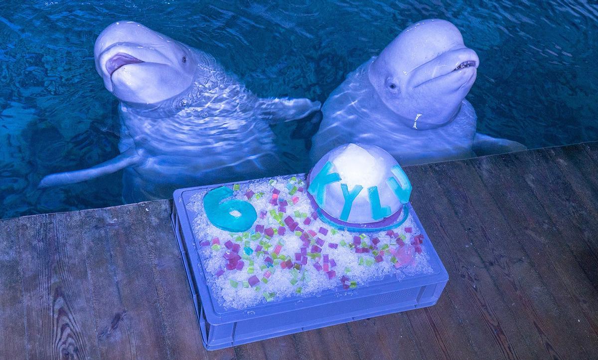 Valencia | La cría de ballena beluga del Oceanogràfic cumple seis años