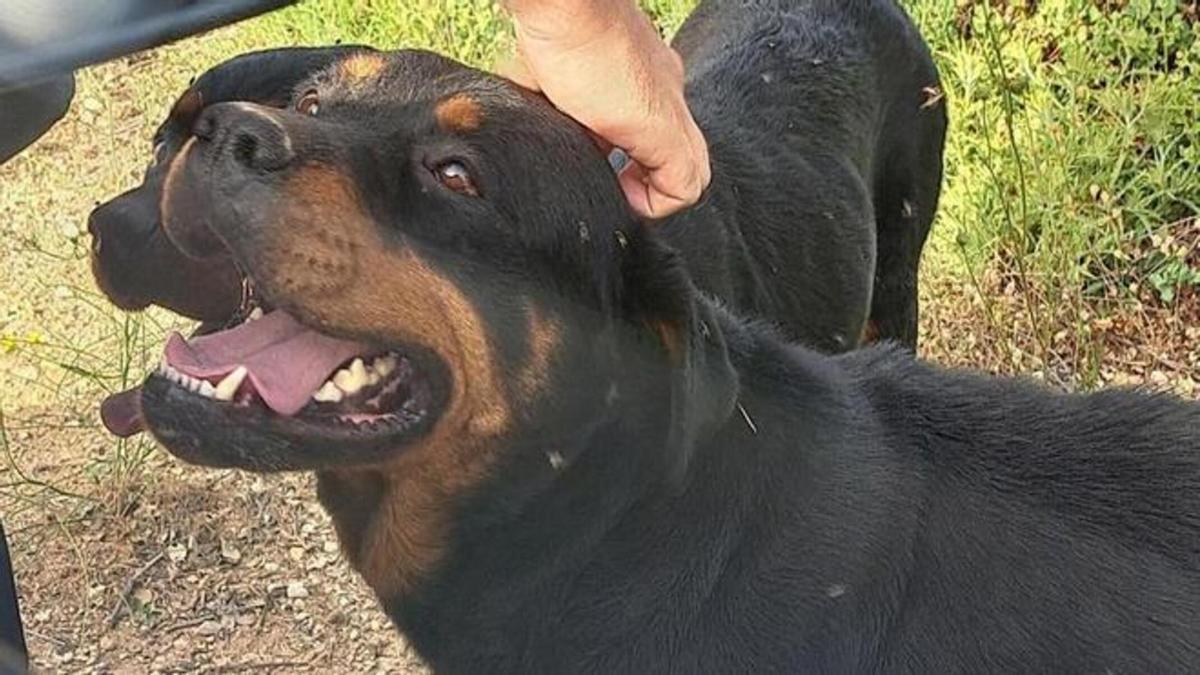 Valencia: Rescatan a dos perras abandonadas en plena ola de calor