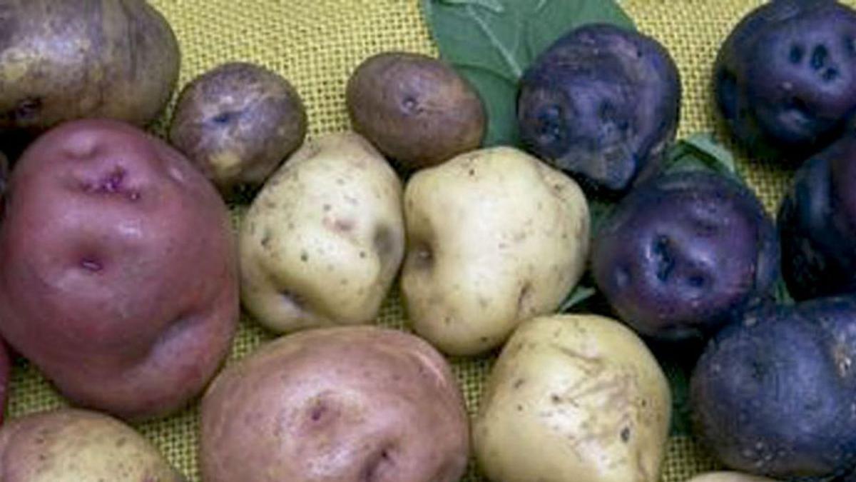 Las papas bonitas: tradición y familia - El Día