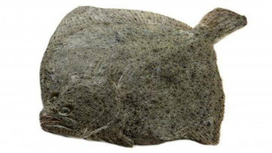 El rodaballo, uno de los pescados más apreciados por su sabor y textura