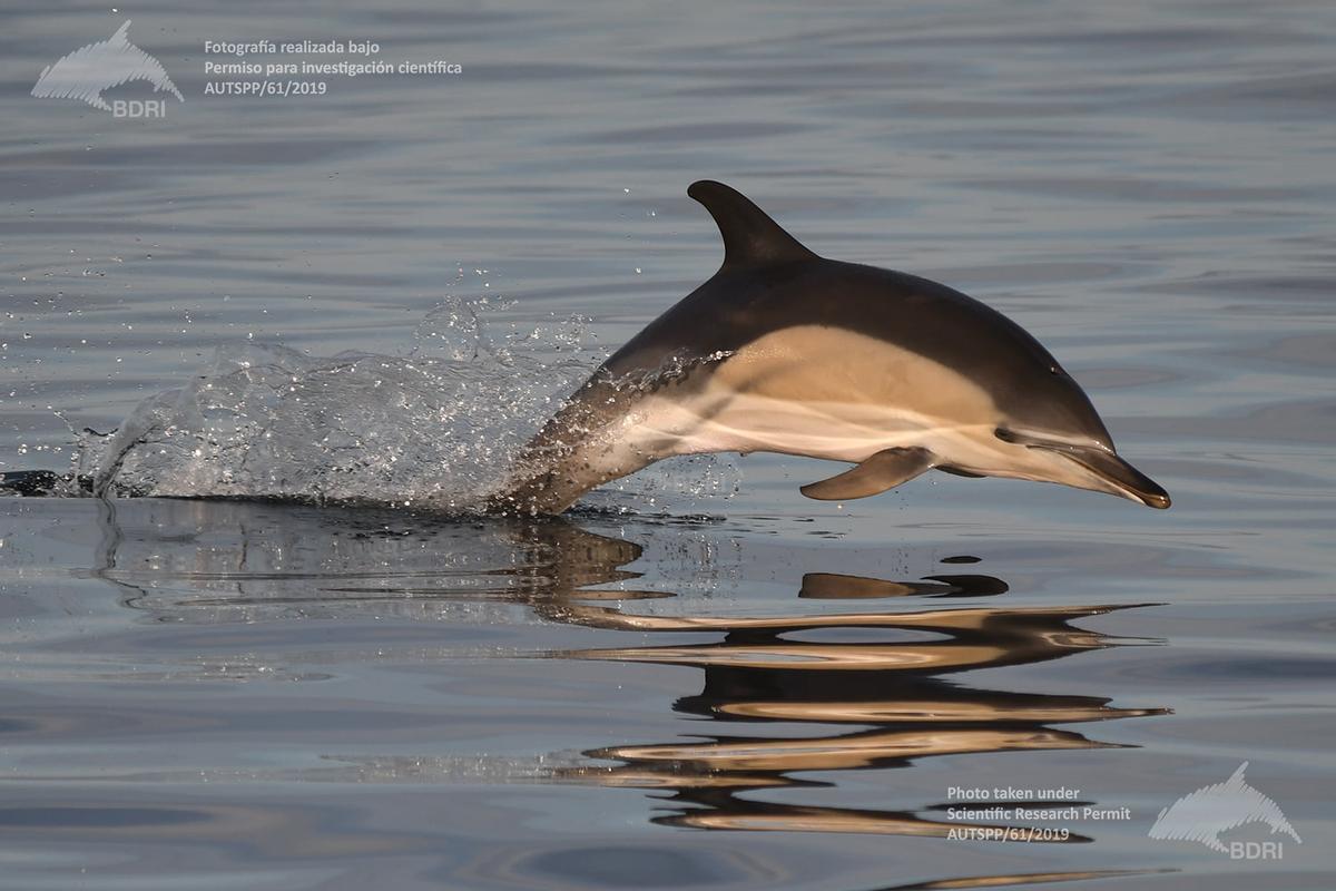 Un estudio determina la zona idónea para los delfines comunes en las ...