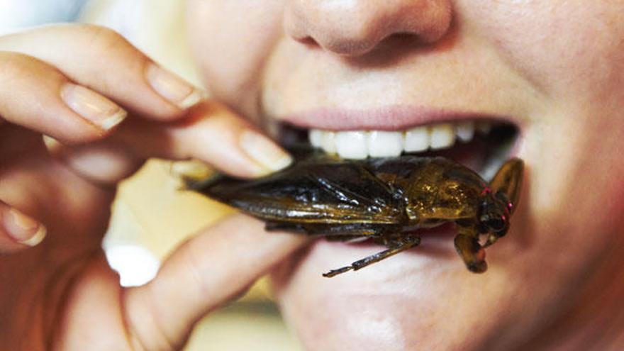 Insectos en el plato