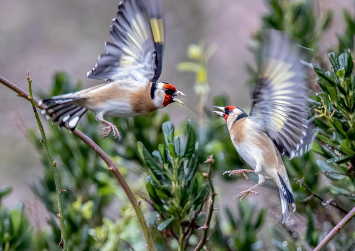 AVES BIODIVERSIDAD | El jilguero europeo, elegido ‘Ave del año 2026 ...