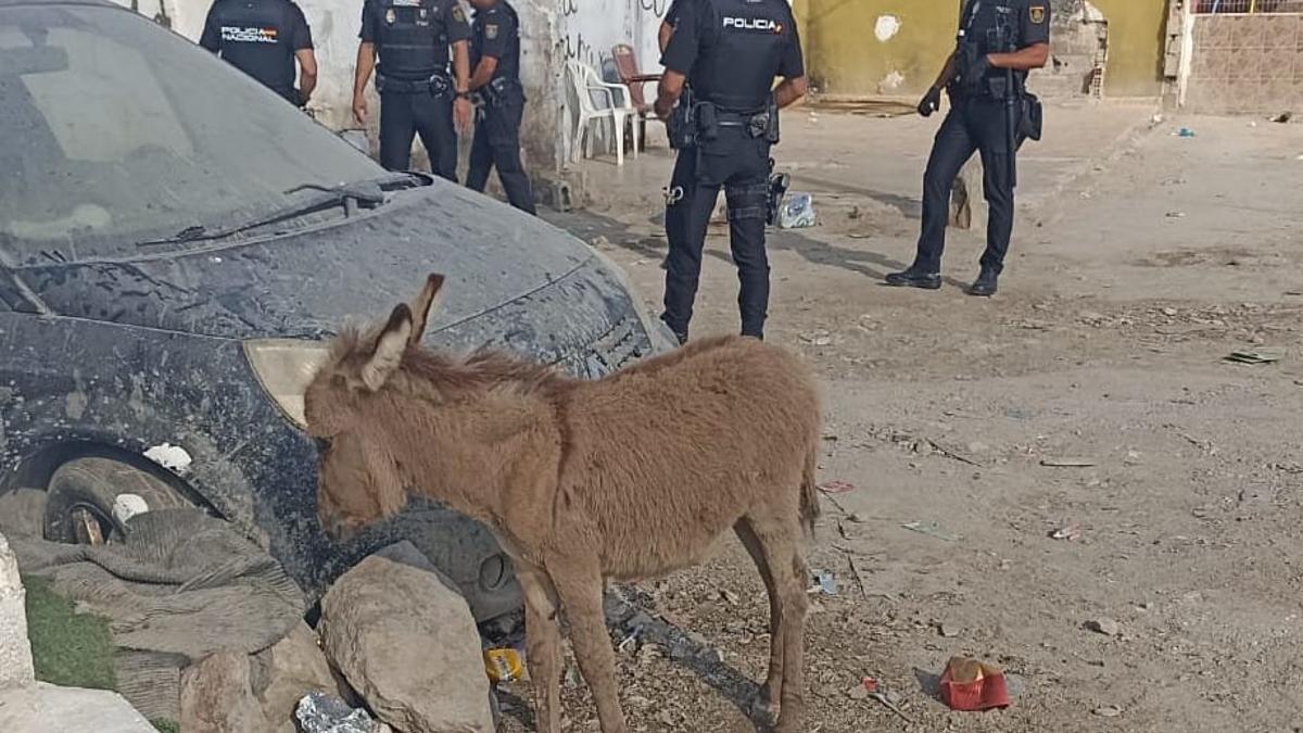 La Policía Nacional encuentra un burro que deambulaba solo por las ...