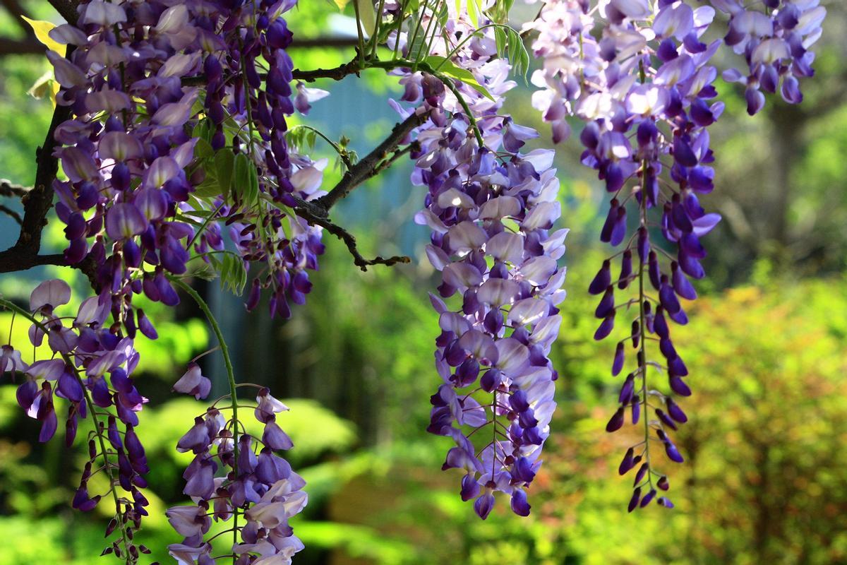 GLICINA PLANTA | La flor morada más llamativa que puedes tener en casa ...