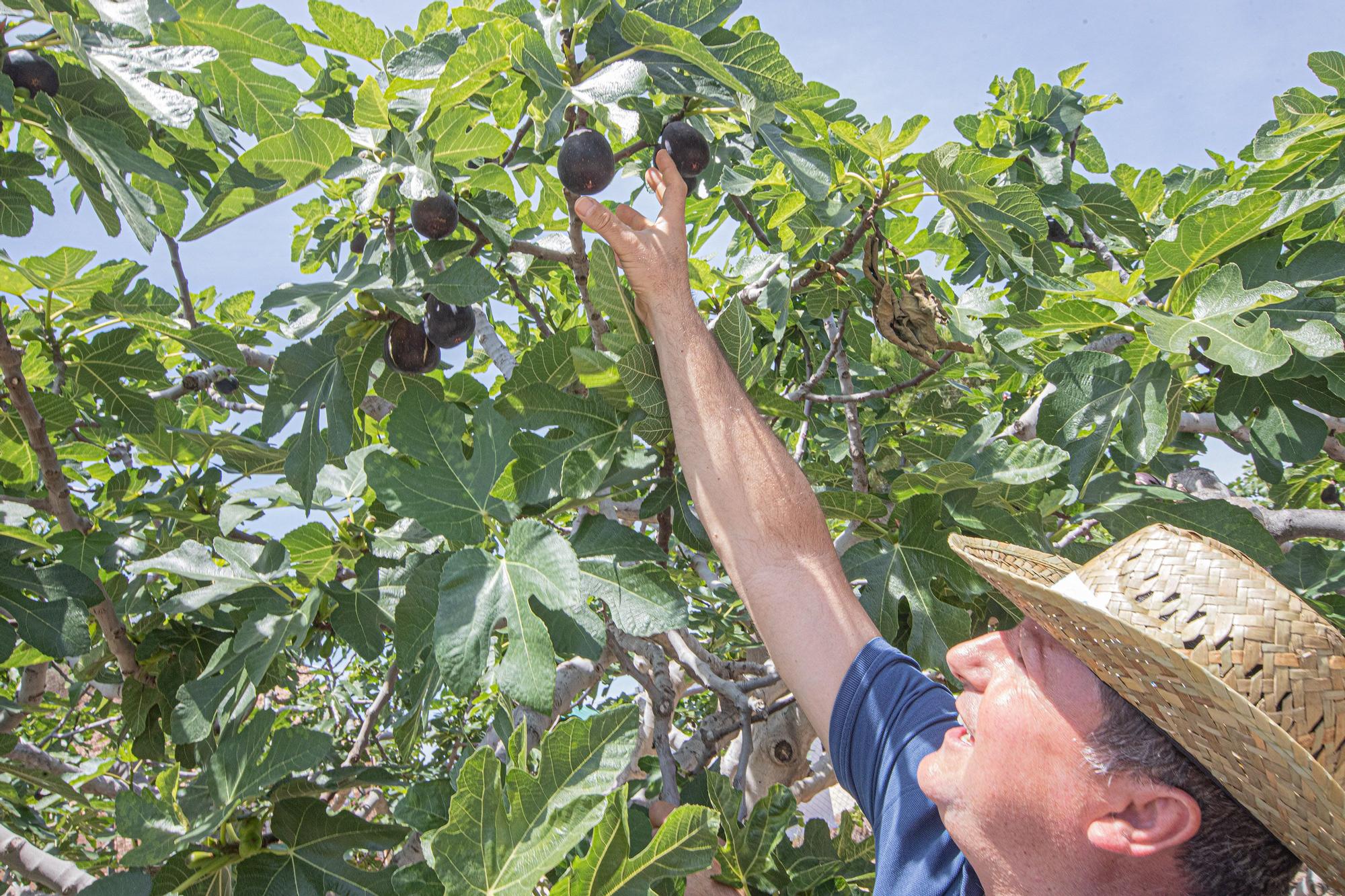 Primer corte de la breva de Albatera