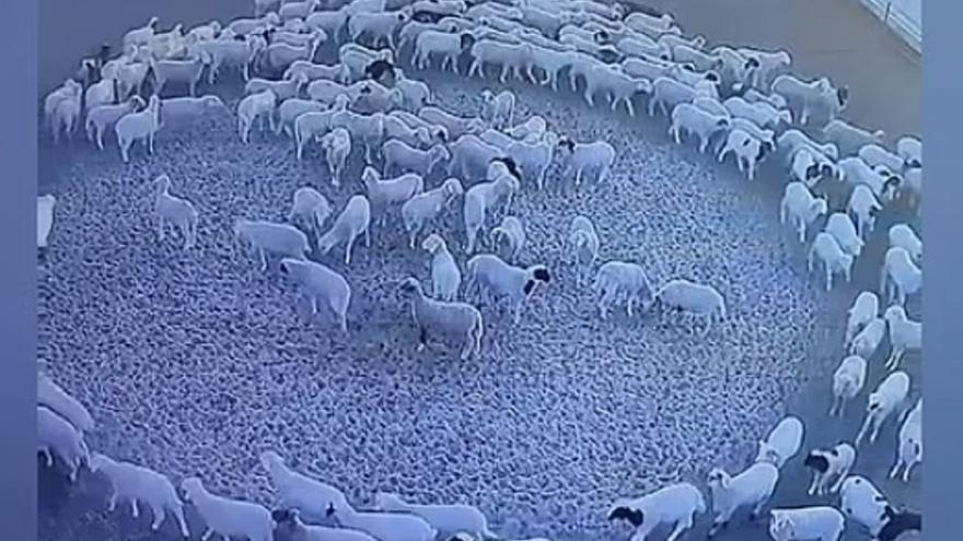 The strange state of the sheep walking in circles for 12 days without ...