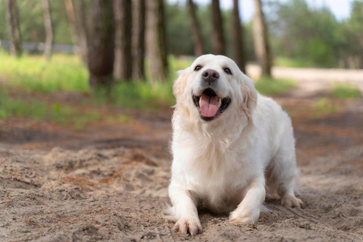 LES SIMILITUDS ENTRE ELS GOSSOS, ELS LLOPS I ELS HUMANS: diversos ...