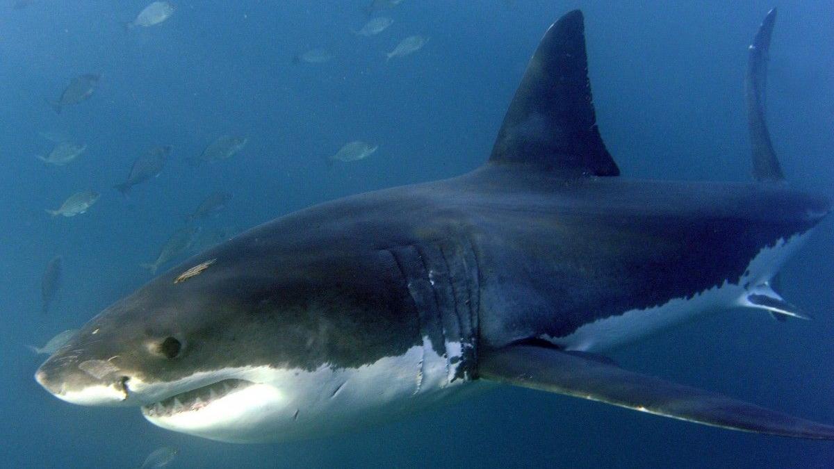Los científicos lo confirman: un tiburón blanco aparece en aguas de ...