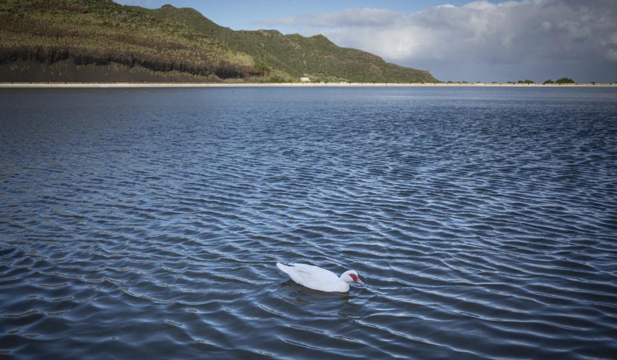 Restoration of Tenerife's Reservoirs Post-Rainfall Ensures Summer ...