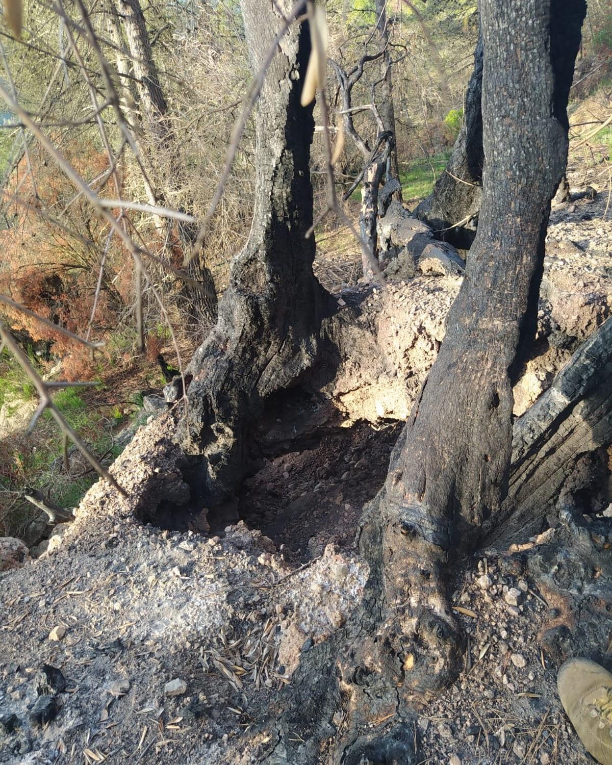 La segunda vida de un popular olivo que sufrió un incendio en Castellón