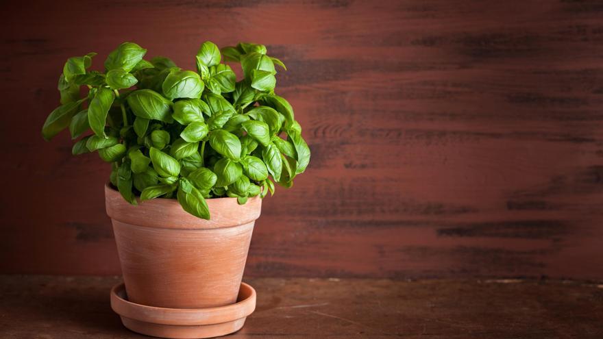 Descubre los secretos para tener una albahaca en maceta espectacular