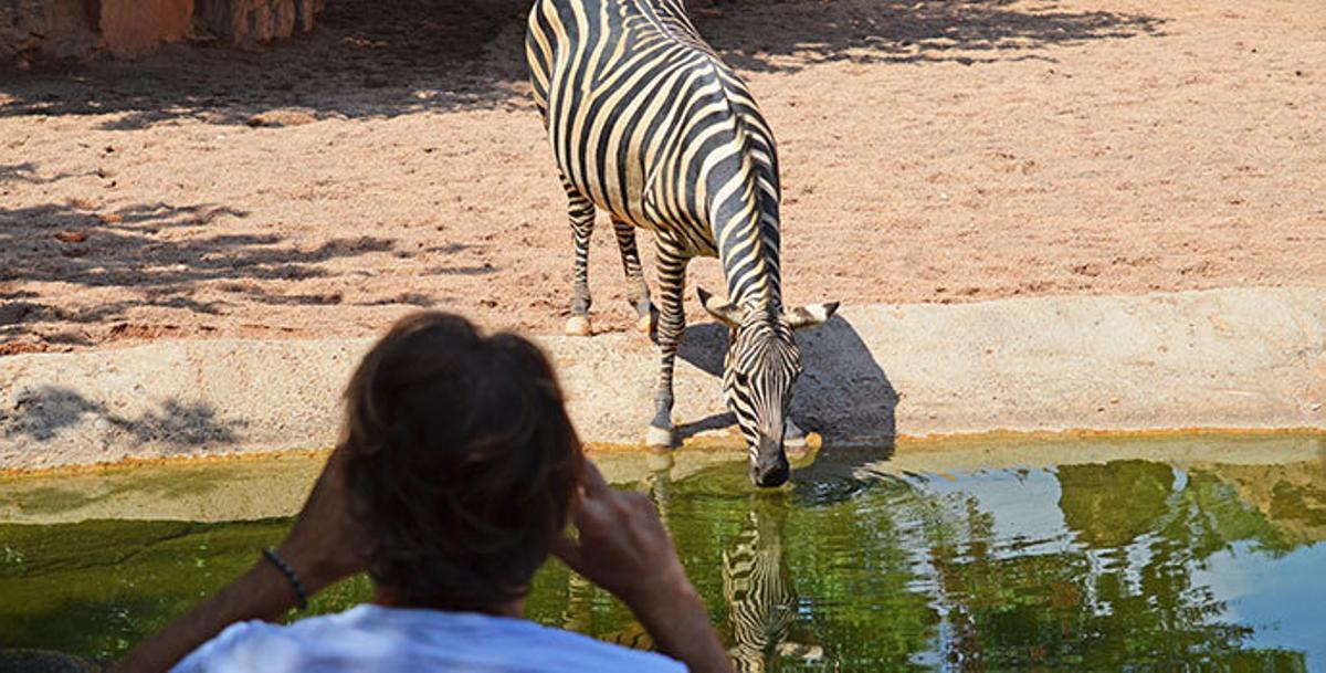 El rescate de Milagritos, la cría de cebra que cayó al agua en BIOPARC ...
