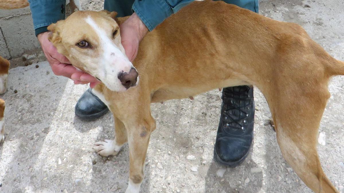 Encerradas, entre heces y sin comida: rescatan de una finca de Alhama ...