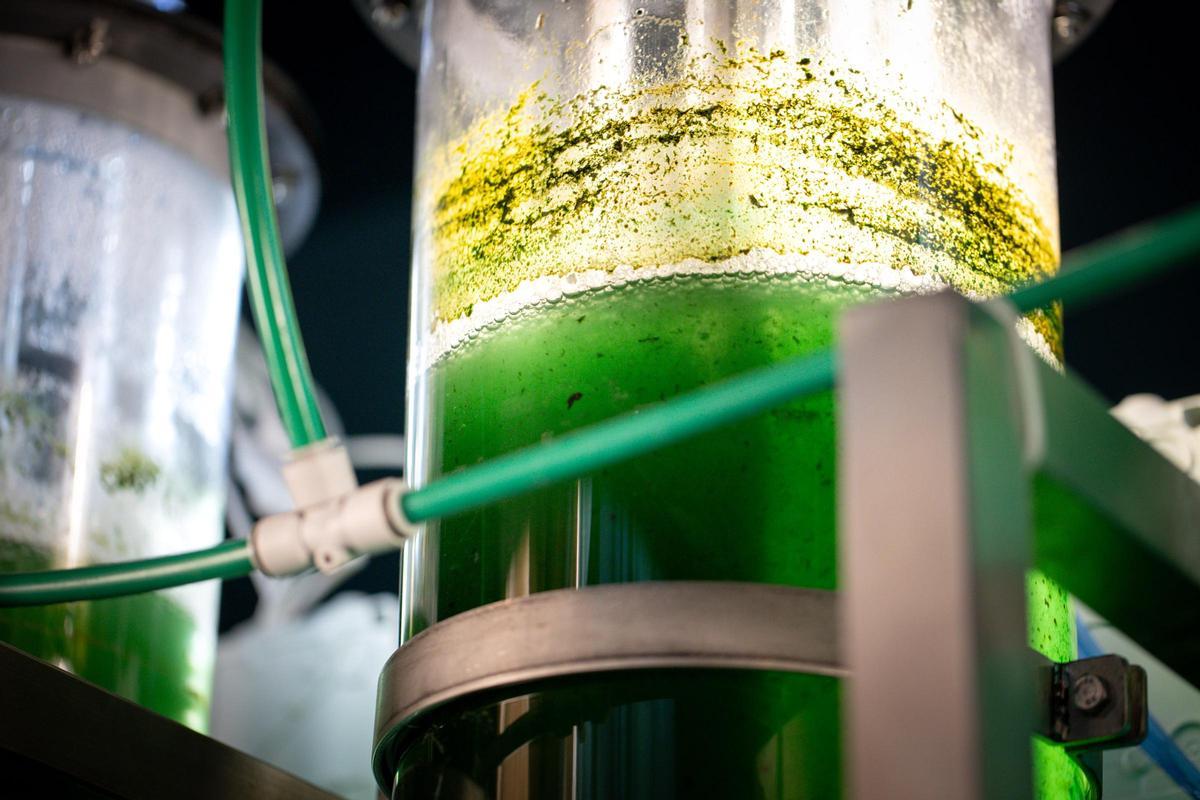 La vida secreta de las microalgas