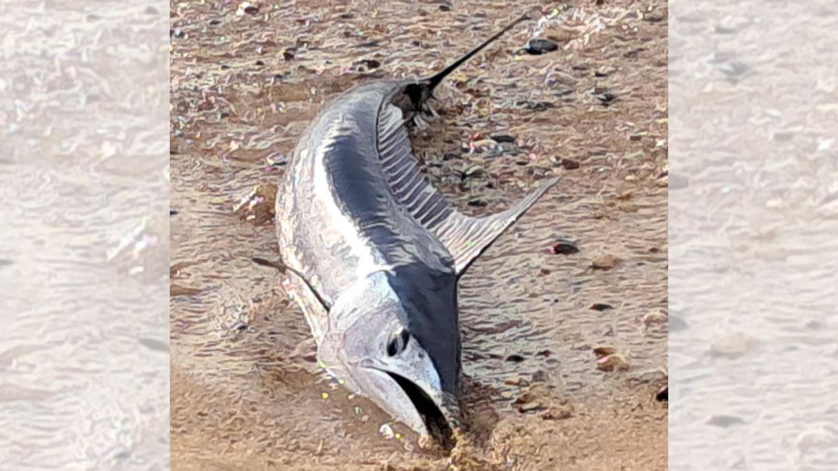 Un peix espasa envesteix un banyista a Sant Antoni