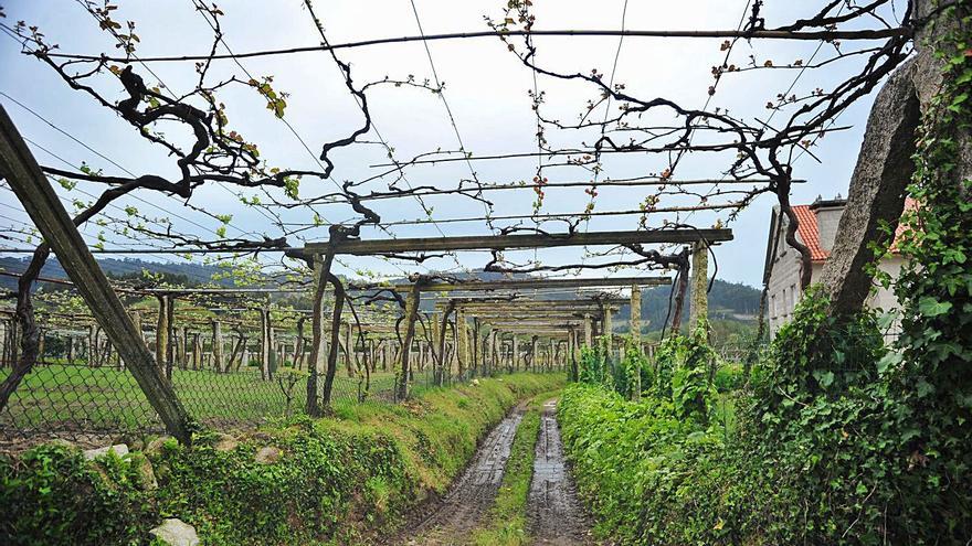 Una enorme parra convierte un camino de Meaño en un embudo - Faro de Vigo