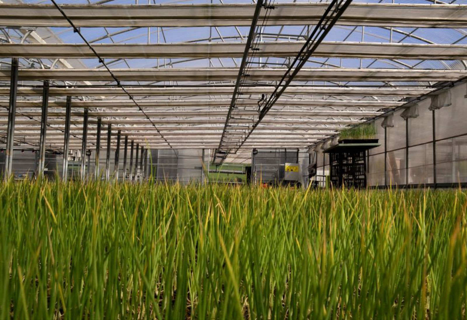 Los viveros de Bonielles, tres décadas de buen plantón en Llanera: así ...