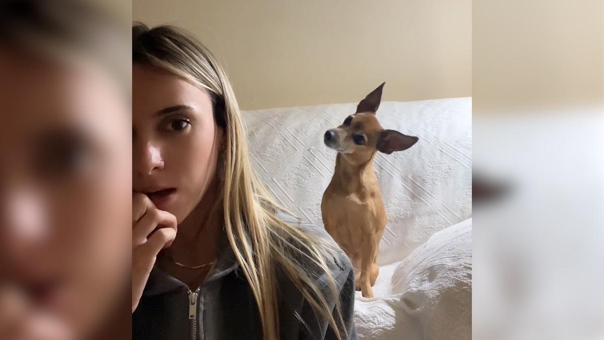 PERRO VIRAL ENTIENDE CONVERSACIÓN | El vídeo viral de 'Noa', la perra ...