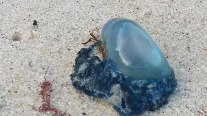 La medusa Carabela Portuguesa desembarca en las playas viguesas