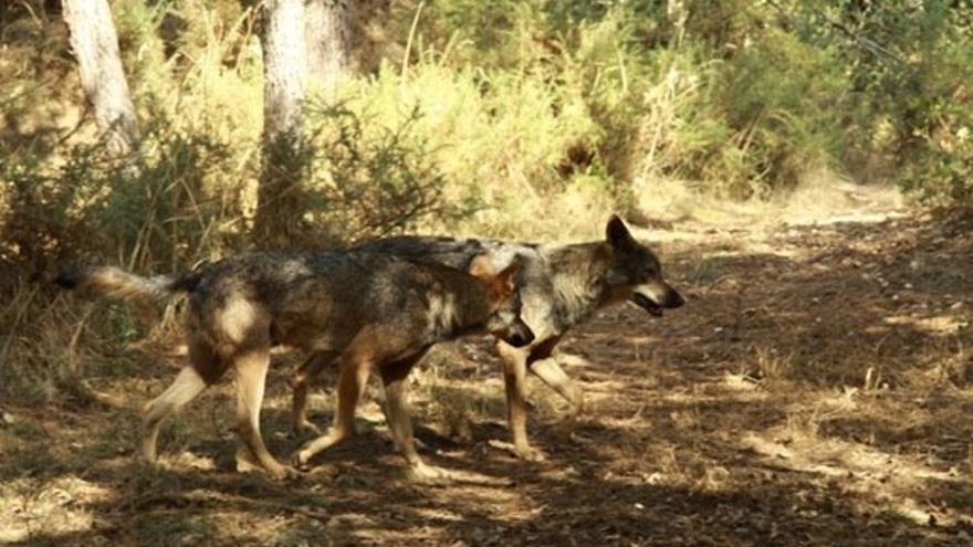 LOBOS EN GALICIA: Los lobos gallegos padecen del pulmón
