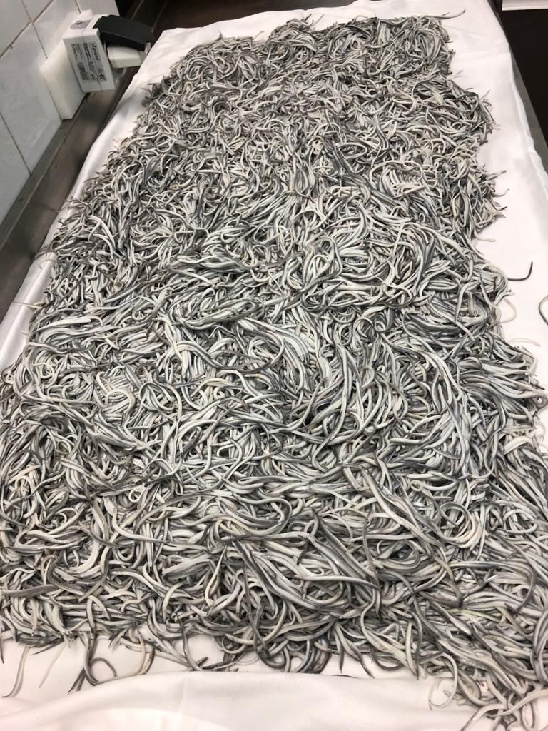 La fascinación gastronómica de la angula - La Nueva España