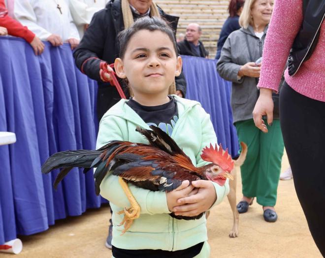 San Antón traslada su protección divina a los animales en Alicante ...