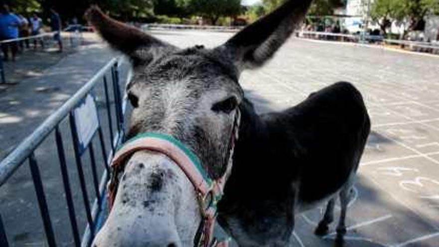 La «cagá de la burra» más esperada en Benidorm
