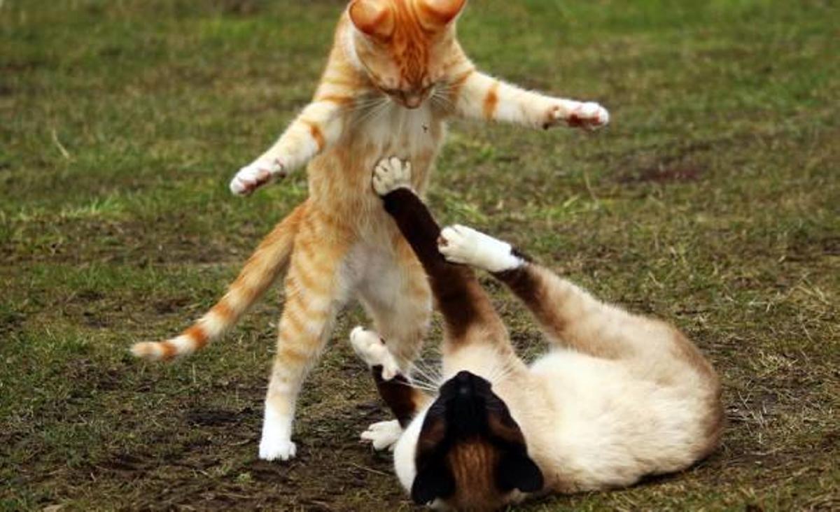 Mi gato es muy peleón