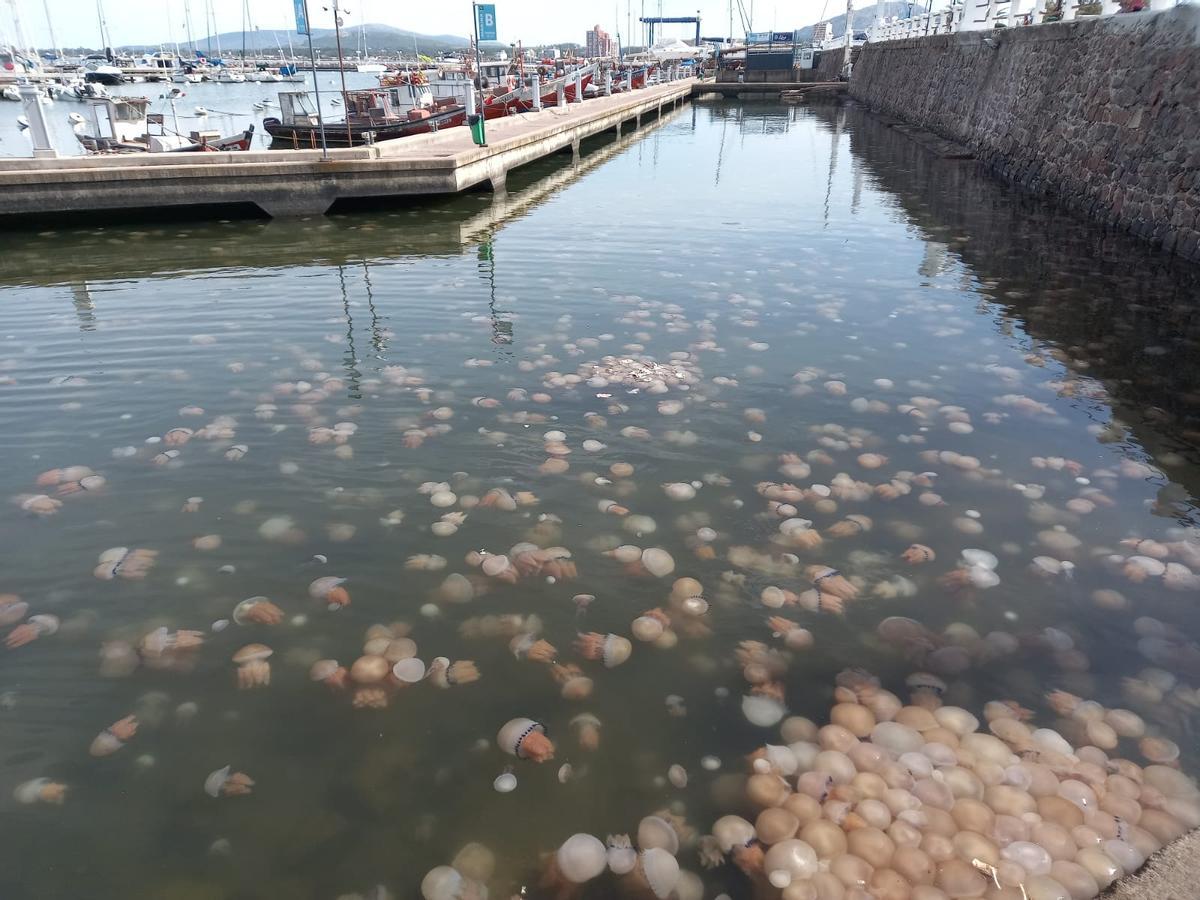 MEDUSAS CENTRAL NUCLEAR | Así paralizó una marea de medusas la mayor ...
