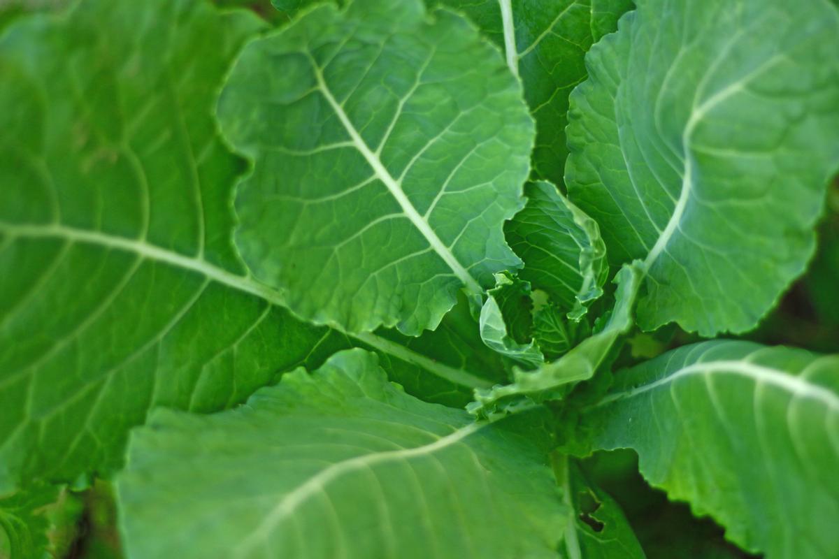 COLESTEROL: Hu-lu-ba, el superalimento que desconocías para bajar el ...
