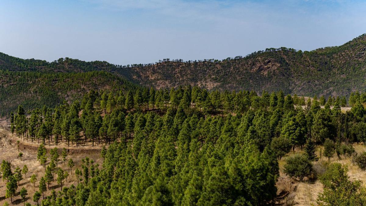 Luz verde al plan de ordenación de los recursos naturales Nublo-Tamadaba