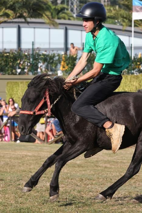 Día del Asturcón en las fiestas del Centro Asturiano - La Nueva España