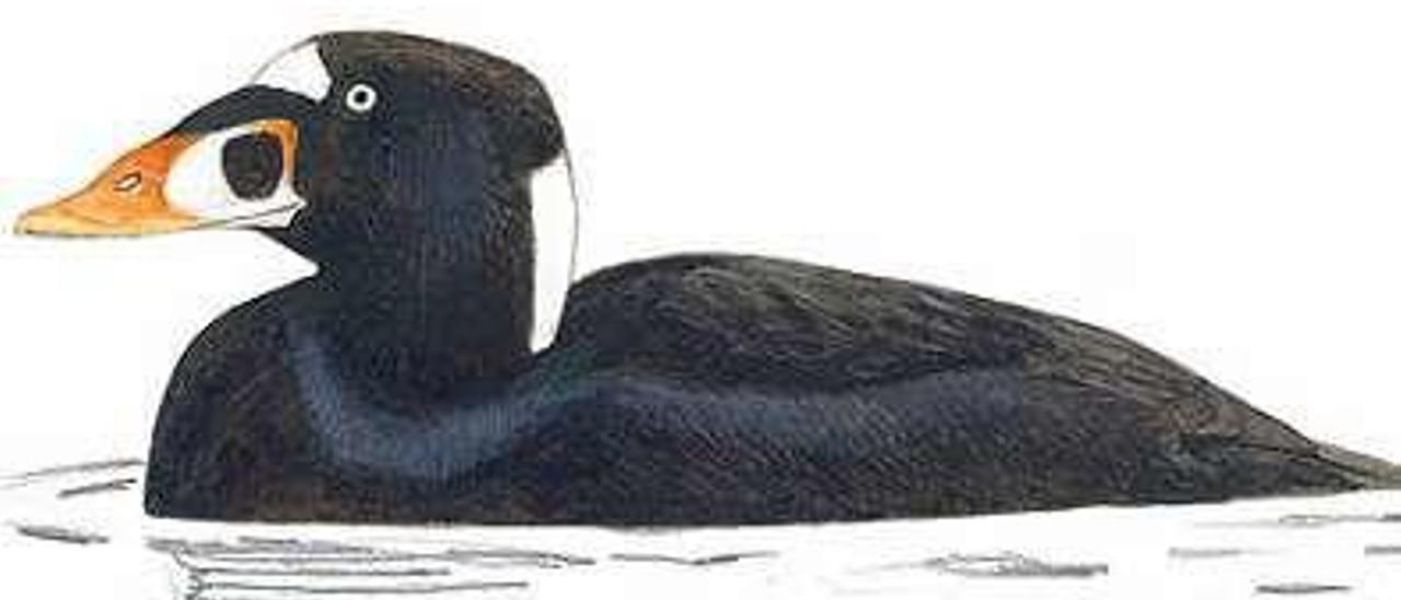 El negrón careto, llegado de América, entre las especies que pueden ...