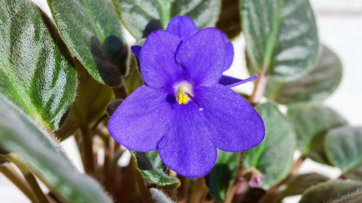 VIOLETA AFRICANA | ¿Cómo hacer que tu Violeta Africana florezca todo el ...
