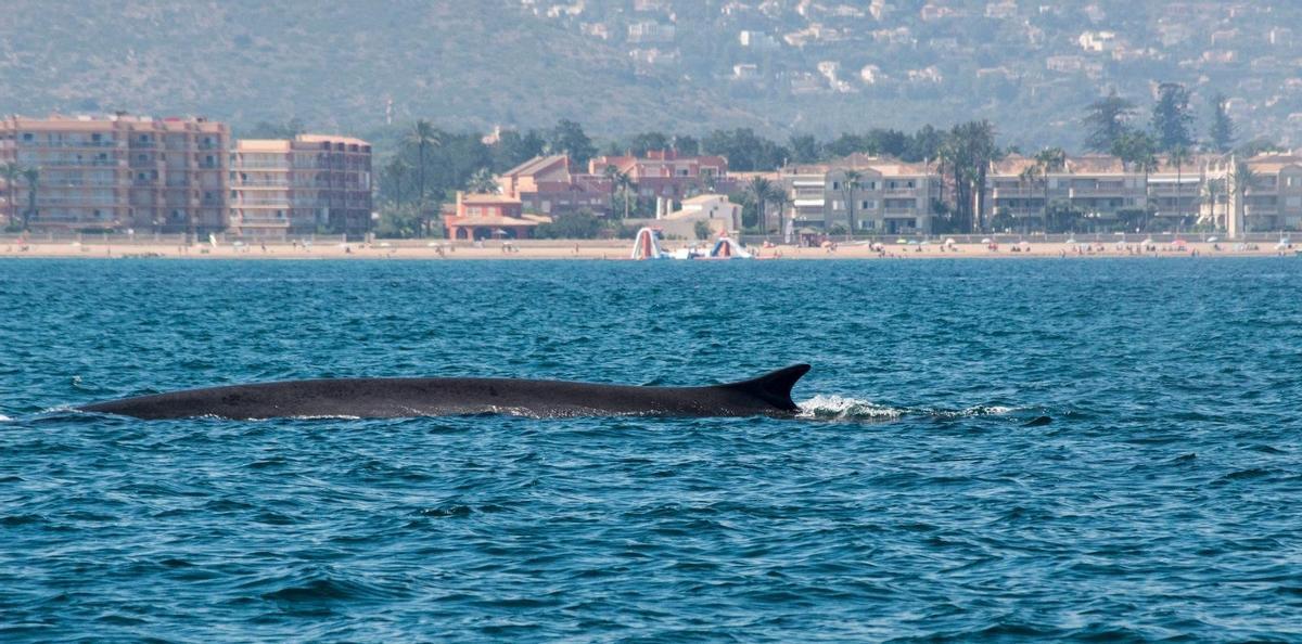 Emergix el segon animal més gran del món a Dénia: comença la temporada ...