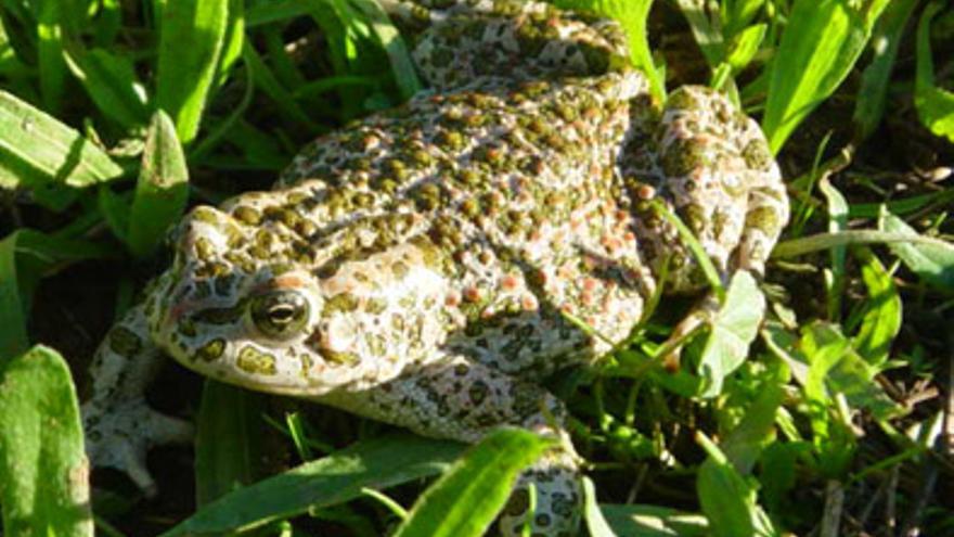 Diez especies "vulnerables" han mejorado su conservación desde 2005
