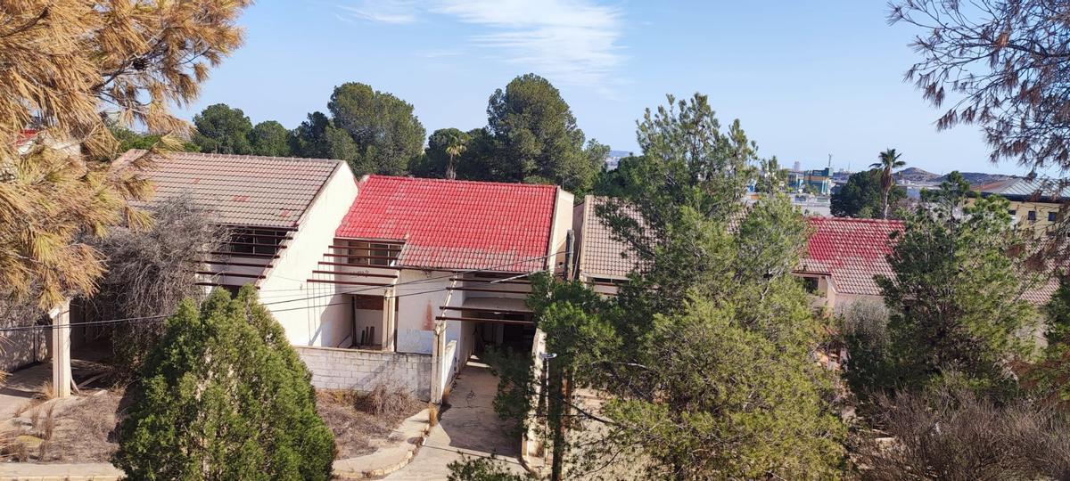 TALA PINOS CÁRCEL FONTCALENT | Funcionarios piden que se evite una tala ...