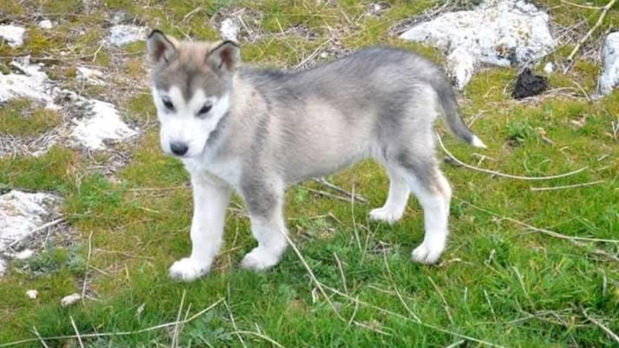 Concentración contra la muerte de Urko, el perro al que dispararon unos ...