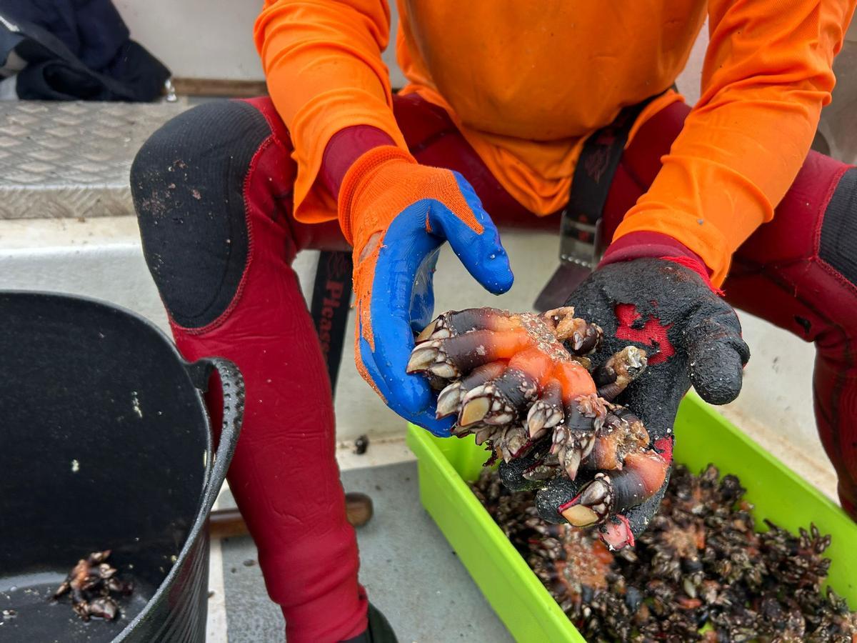 EN IMÁGENES: Así luchan los mariscadores de Luanco por cada kilo de ...