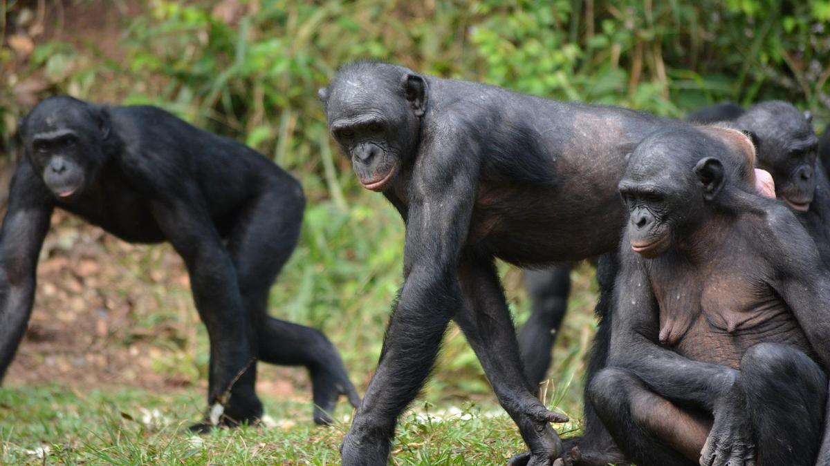 Este es el bonobo, el simio que enseñó a los humanos a convivir ...