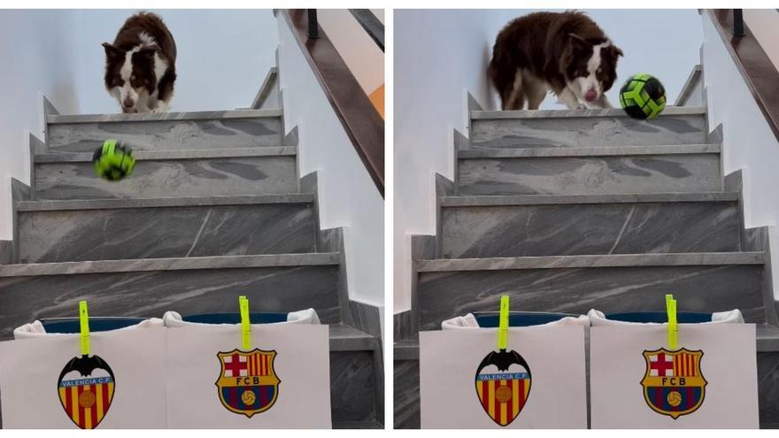 Tyson: el perro adivino: el pronóstico para el Valencia-Barça de Copa ...