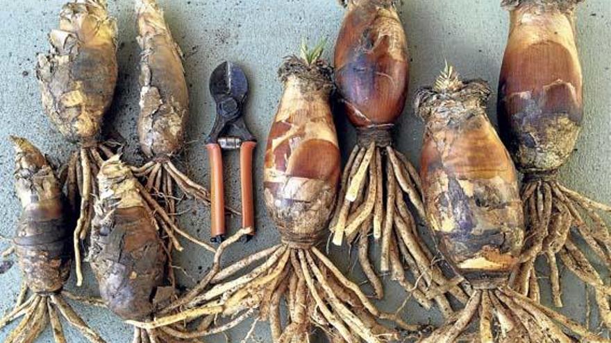 Eine Kollektion seltener Sommerschläfer