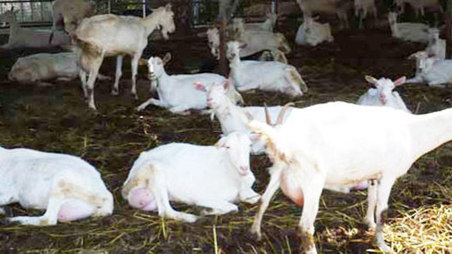 Cabras suizas para la isla - Diario de Ibiza