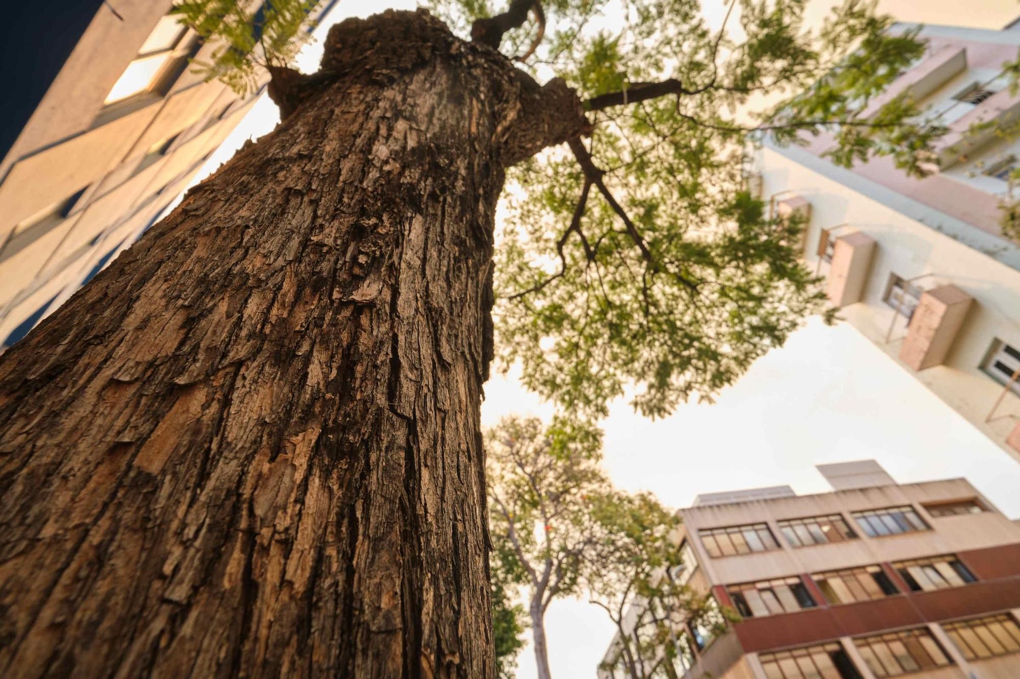 Árboles enfermos en la Avenida San Sebastián
